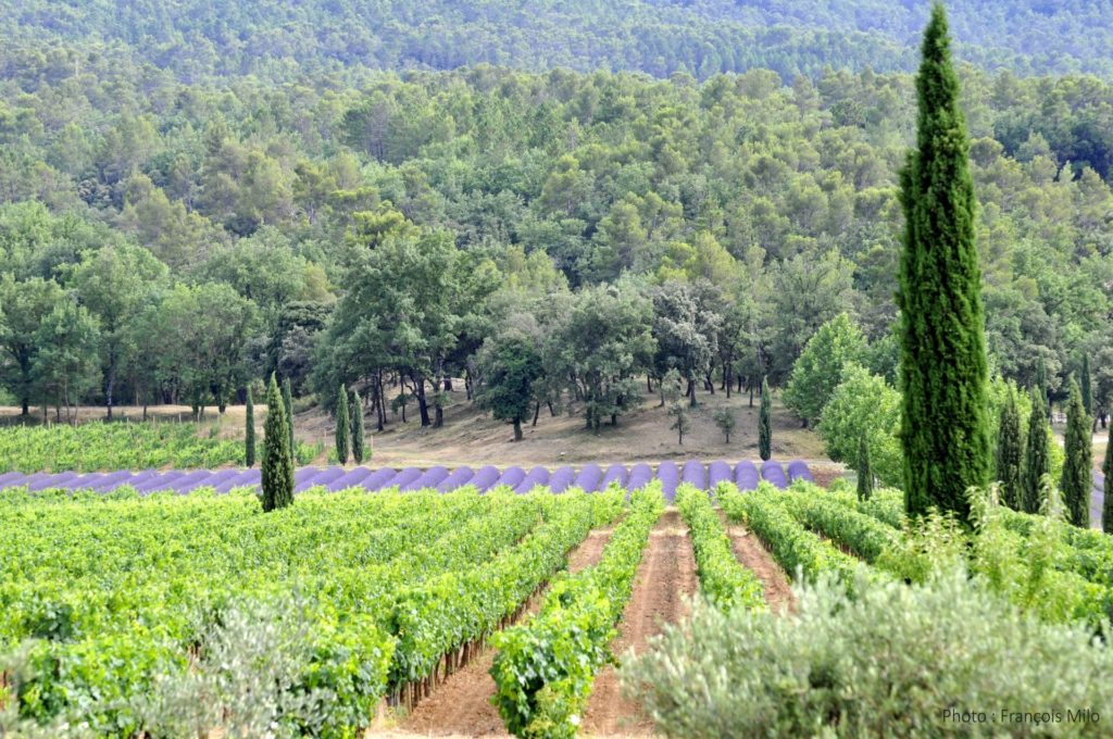 DOMAINE VITICOLE : MARIAGE PROVENÇAL - Elodie Villemus Weddings